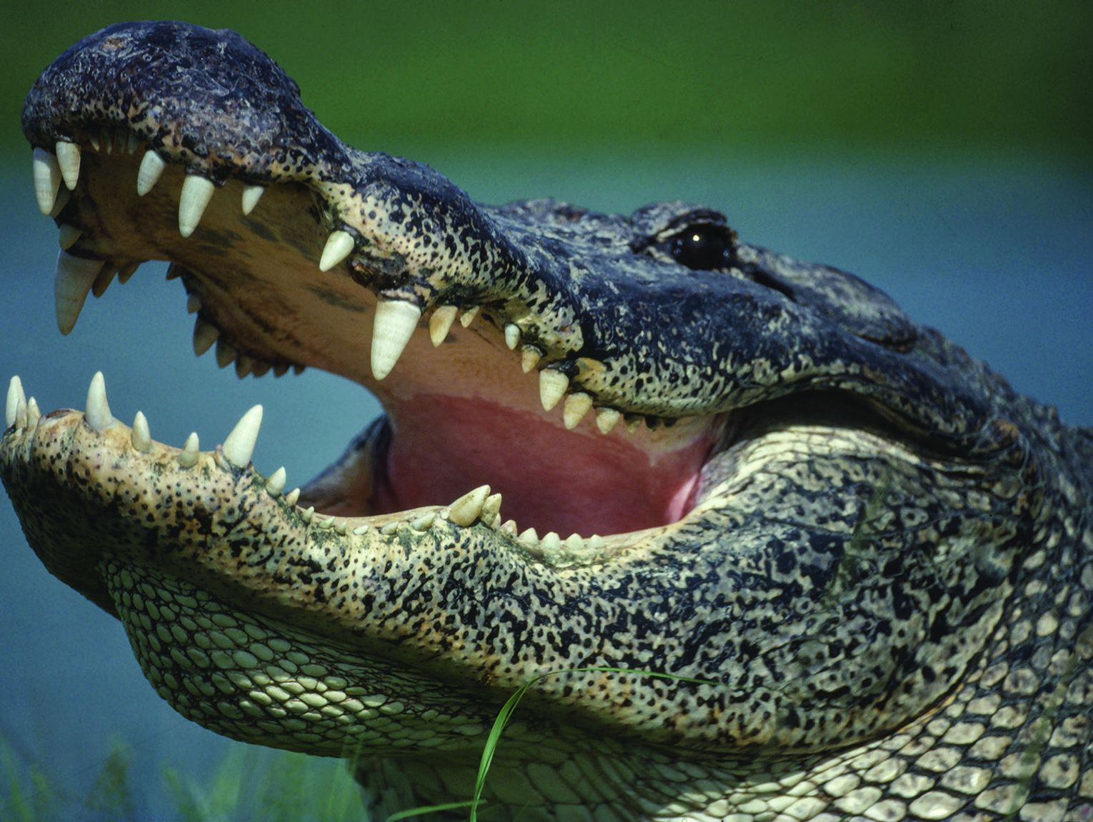Application process open for alligator lottery harvests
