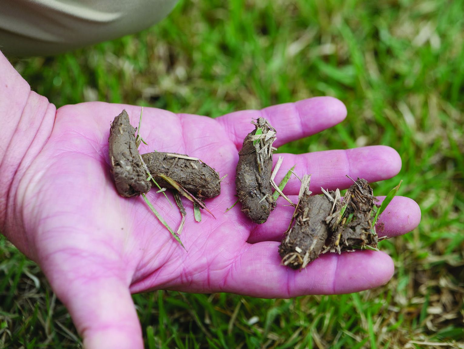 Give your lawn some breathing room