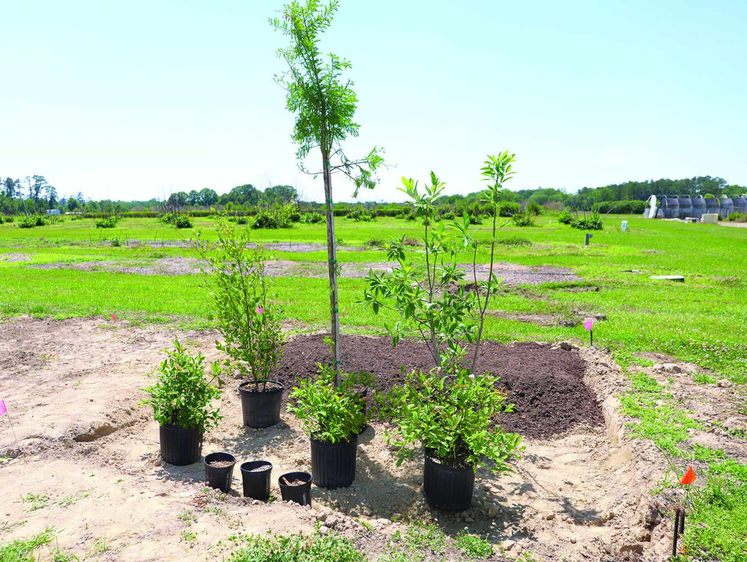 Turn your yard’s low spot into a rain garden